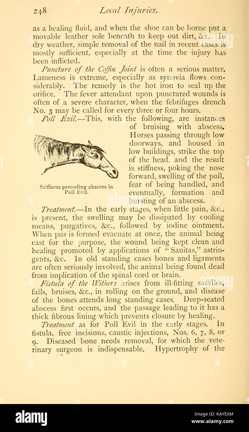 The horse (Page 248) BHL22982355 Stock Photo - Alamy