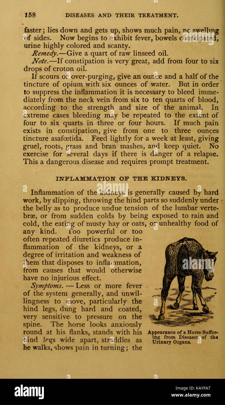 New approach horse hi-res stock photography and images - Alamy