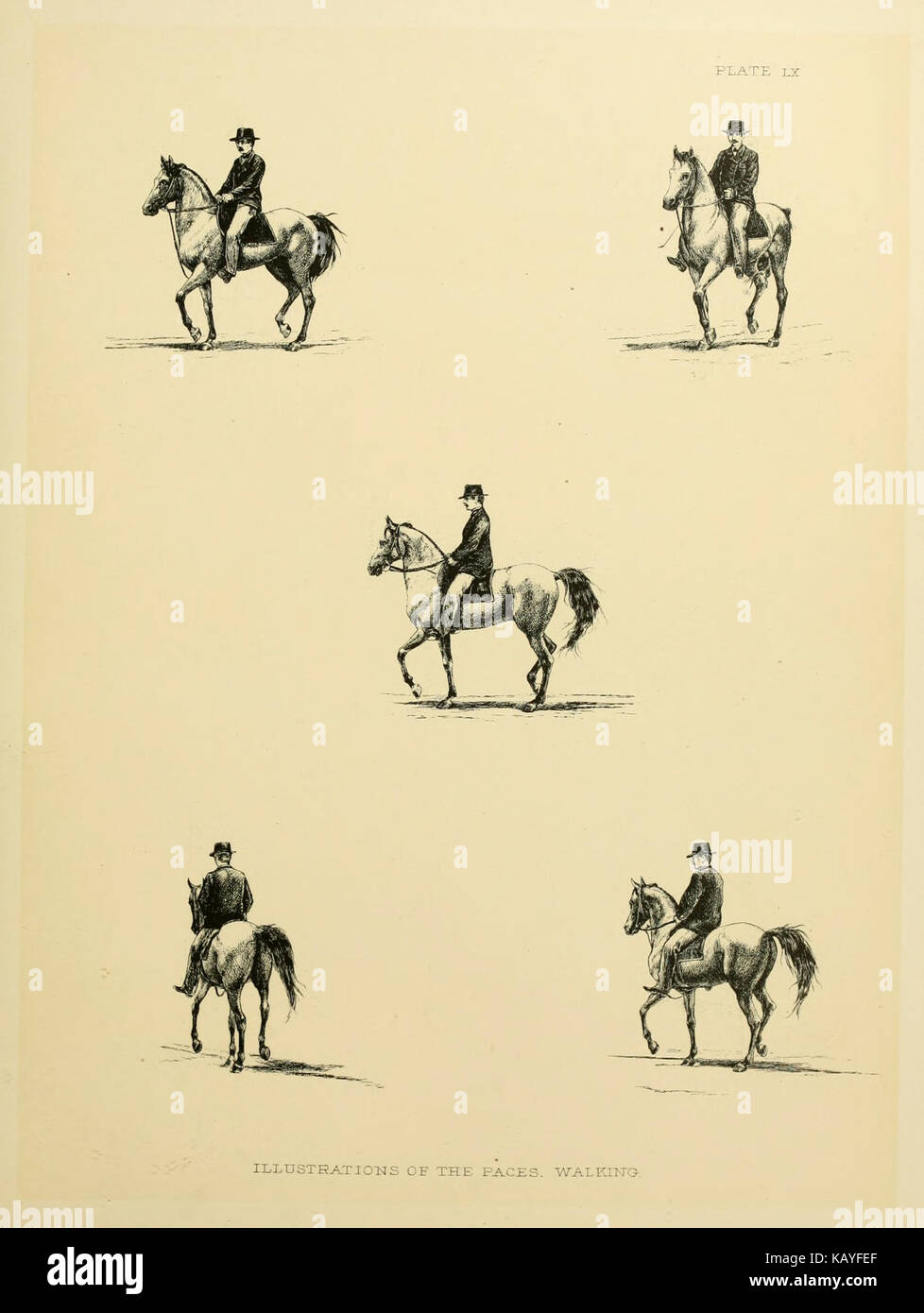 Horse gait sequence hi-res stock photography and images - Alamy