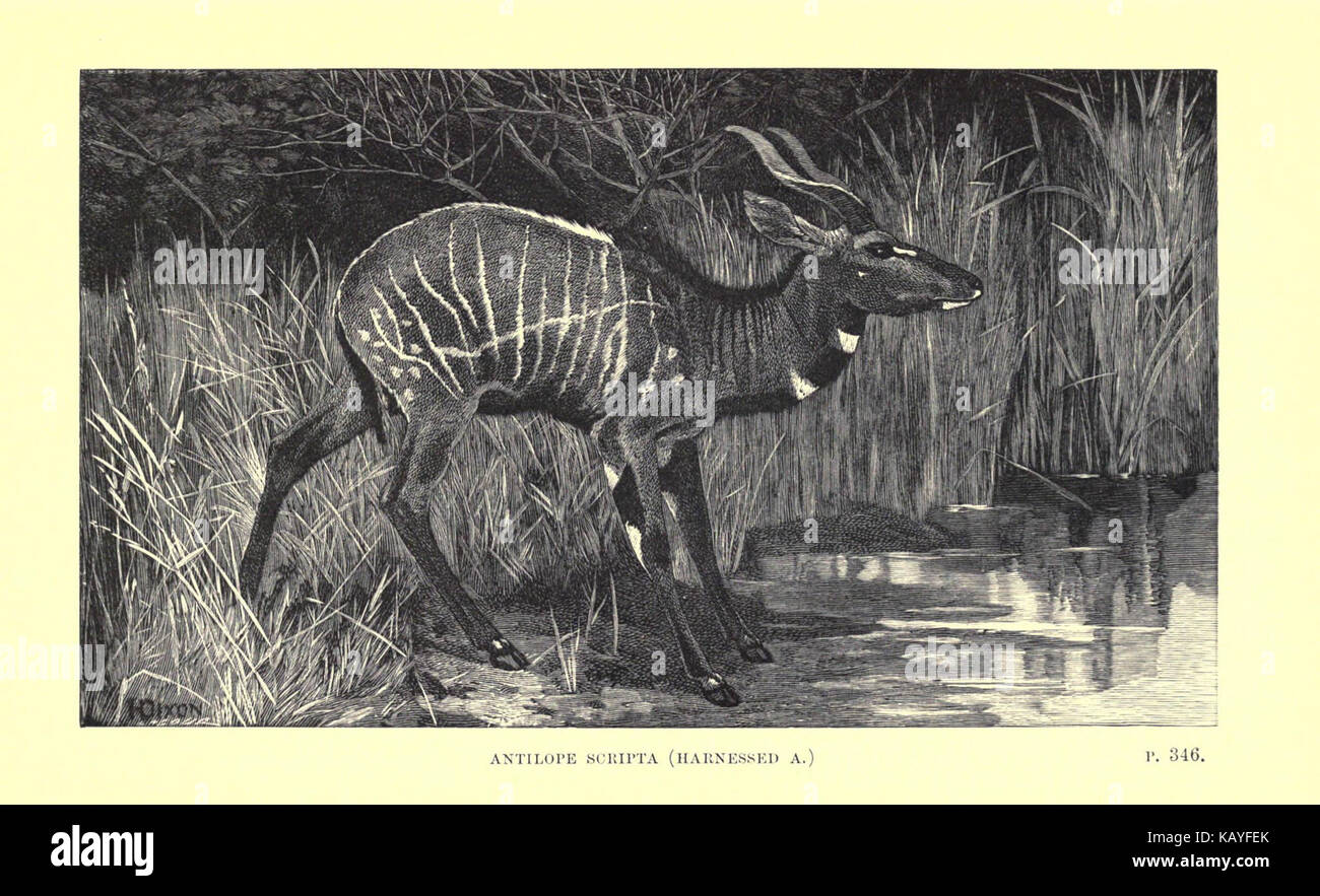 This illustration, titled 'Wild Beasts and Their Ways,' depicts various ...