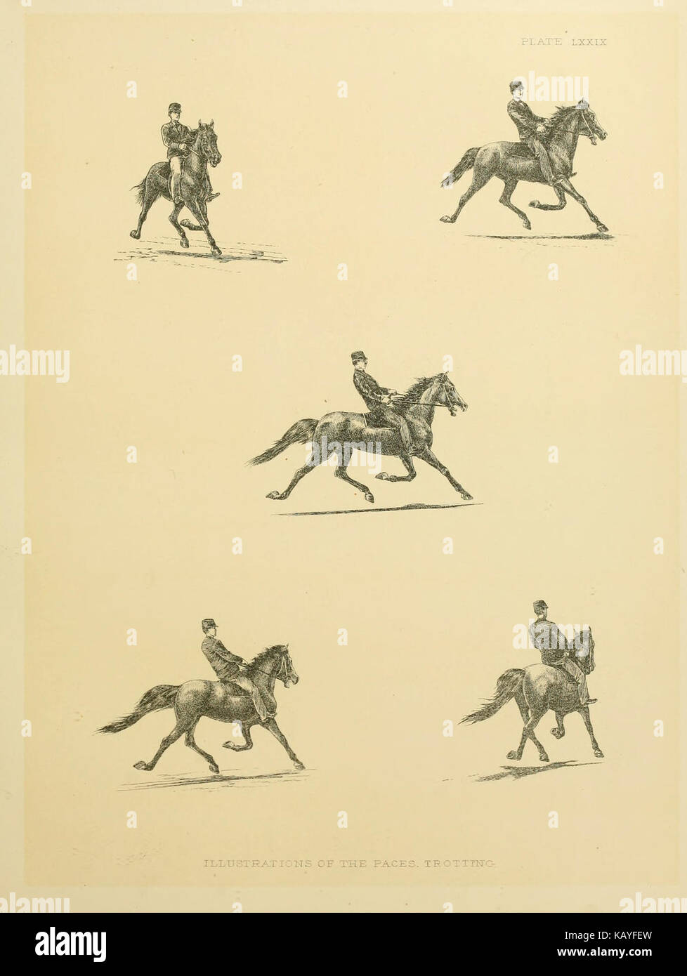 The horse in motion BHL18225704 Stock Photo - Alamy