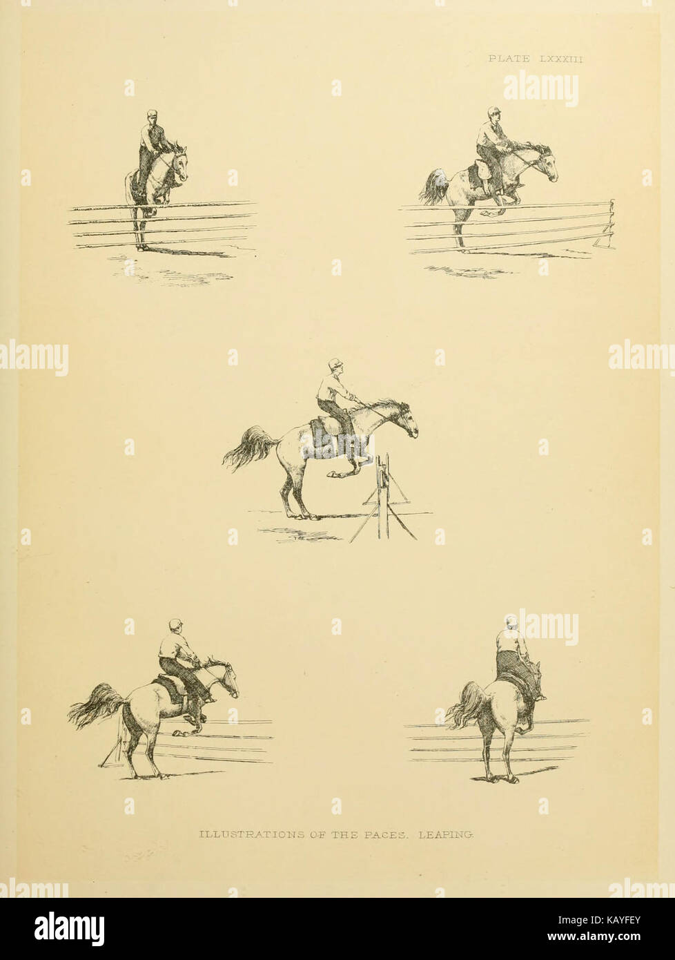 A study of a horse in motion, showcasing the dynamics and fluidity of ...