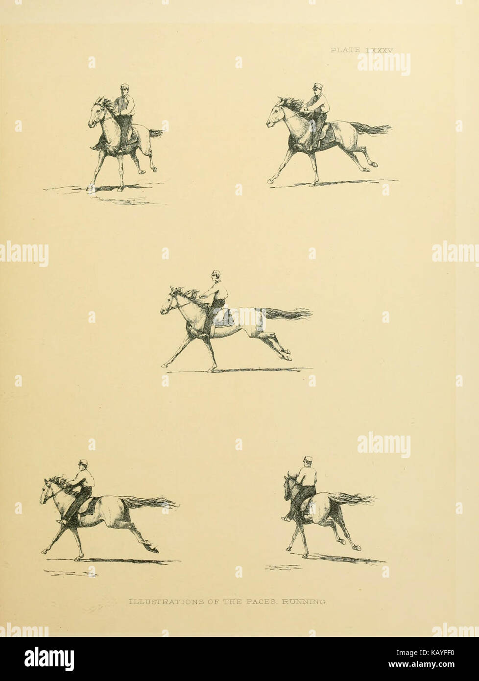 The horse in motion BHL18225716 Stock Photo - Alamy