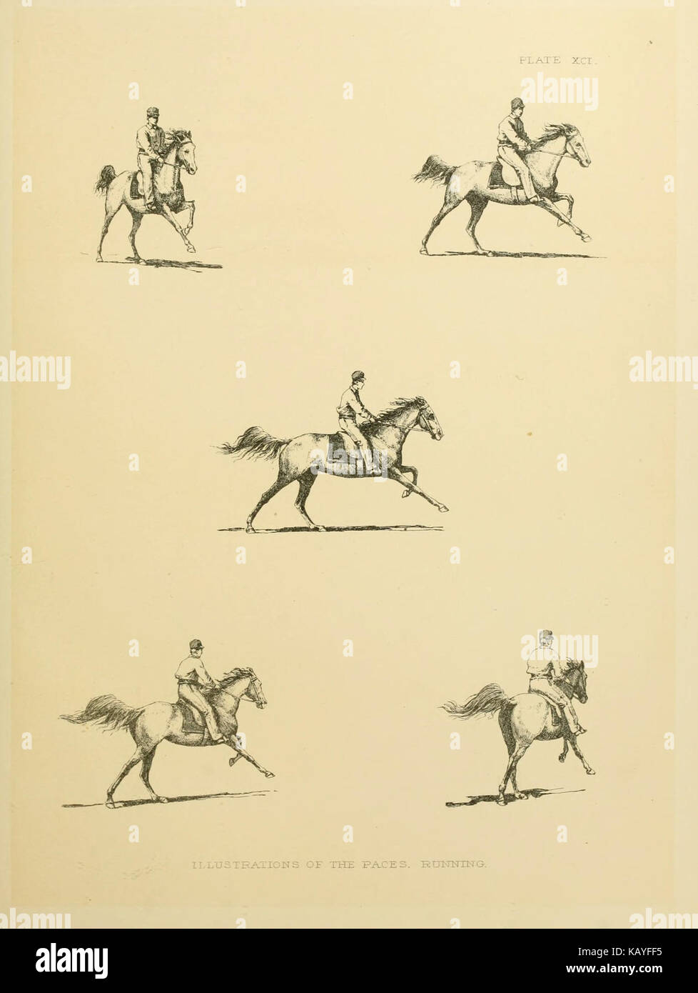 The horse in motion BHL18225728 Stock Photo - Alamy