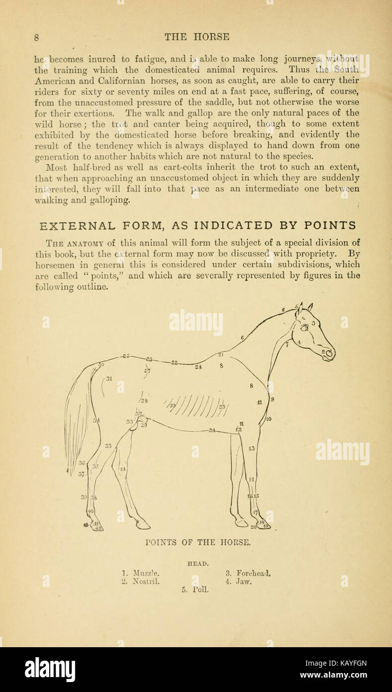 'The Horse in the Stable and the Field' is an image showing horses in ...