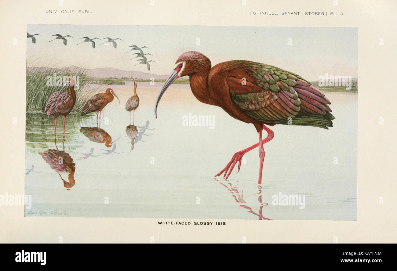 California native birds hi-res stock photography and images - Alamy