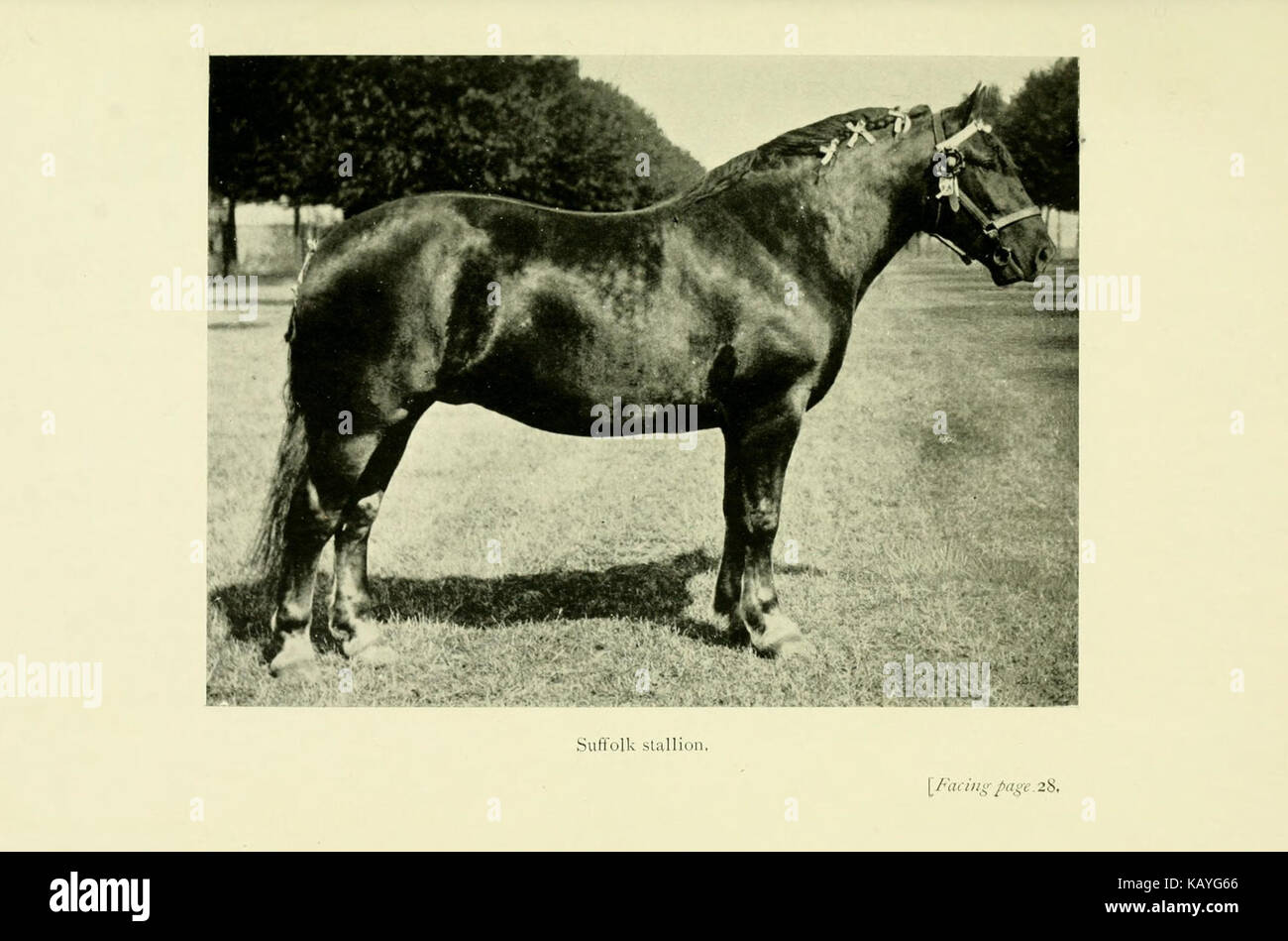 The horse BHL20321910 Stock Photo - Alamy