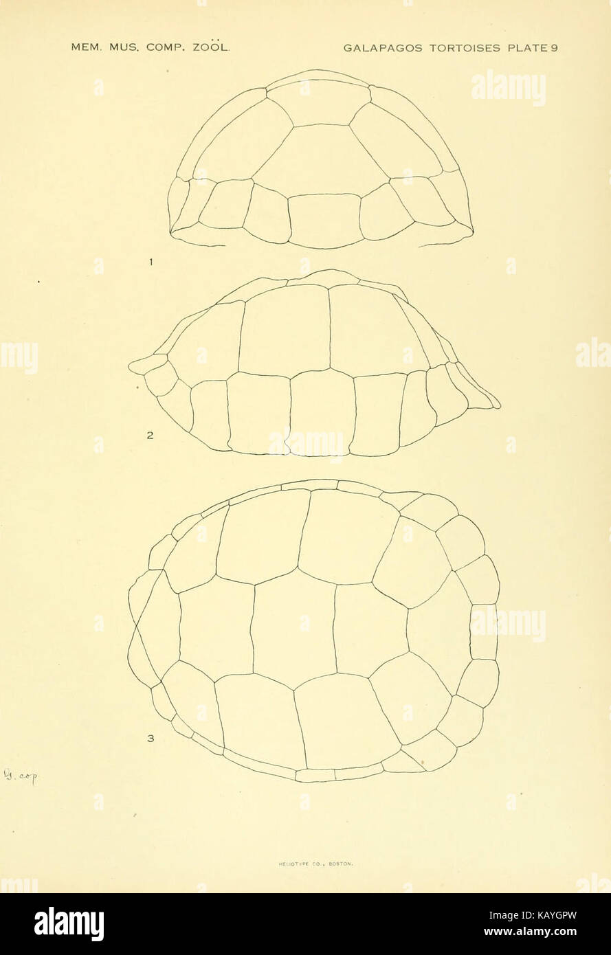 The Galapagos tortoises (Plate 9) BHL4373921 Stock Photo - Alamy
