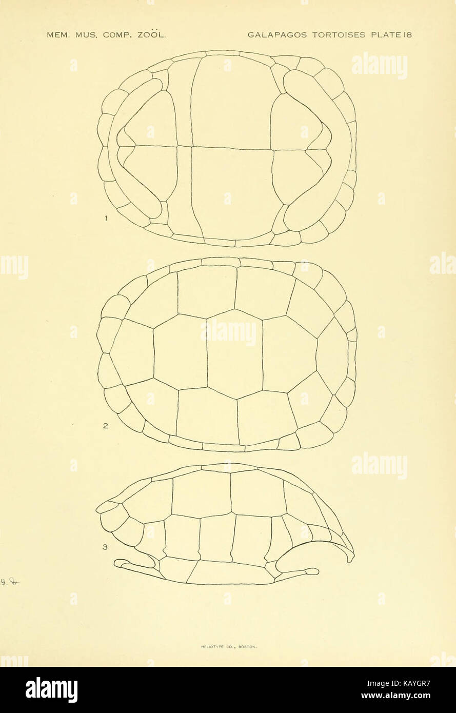 The Galapagos tortoises, featured in Plate 18, are a group of large ...