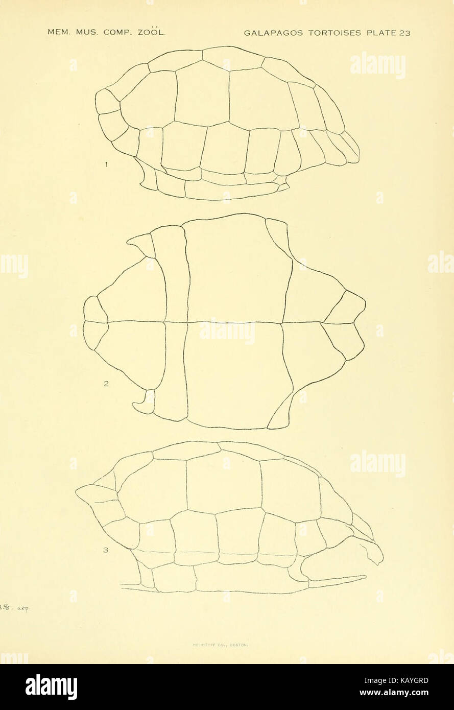 The Galapagos tortoises (Plate 23) BHL4373977 Stock Photo - Alamy