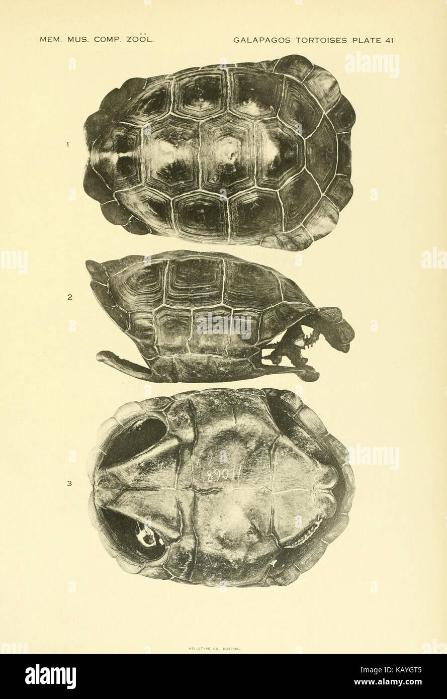 Plate 41 from 'The Galapagos Tortoises' showcases detailed ...