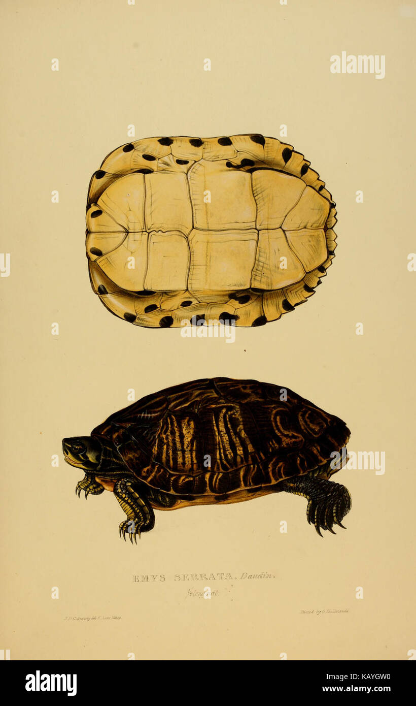 Turtles physical characteristics hi-res stock photography and images ...