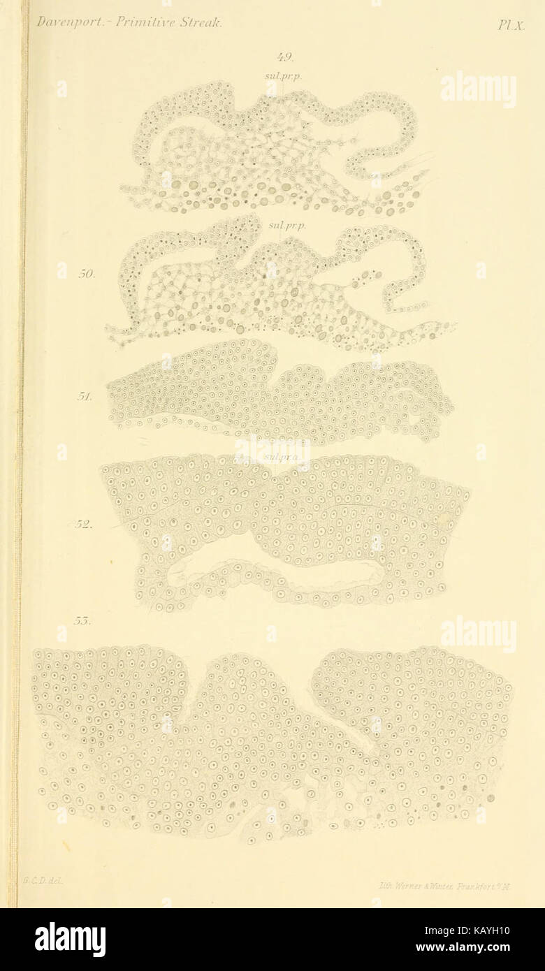 The primitive streak and notochordal canal in Chelonia (Plate X ...