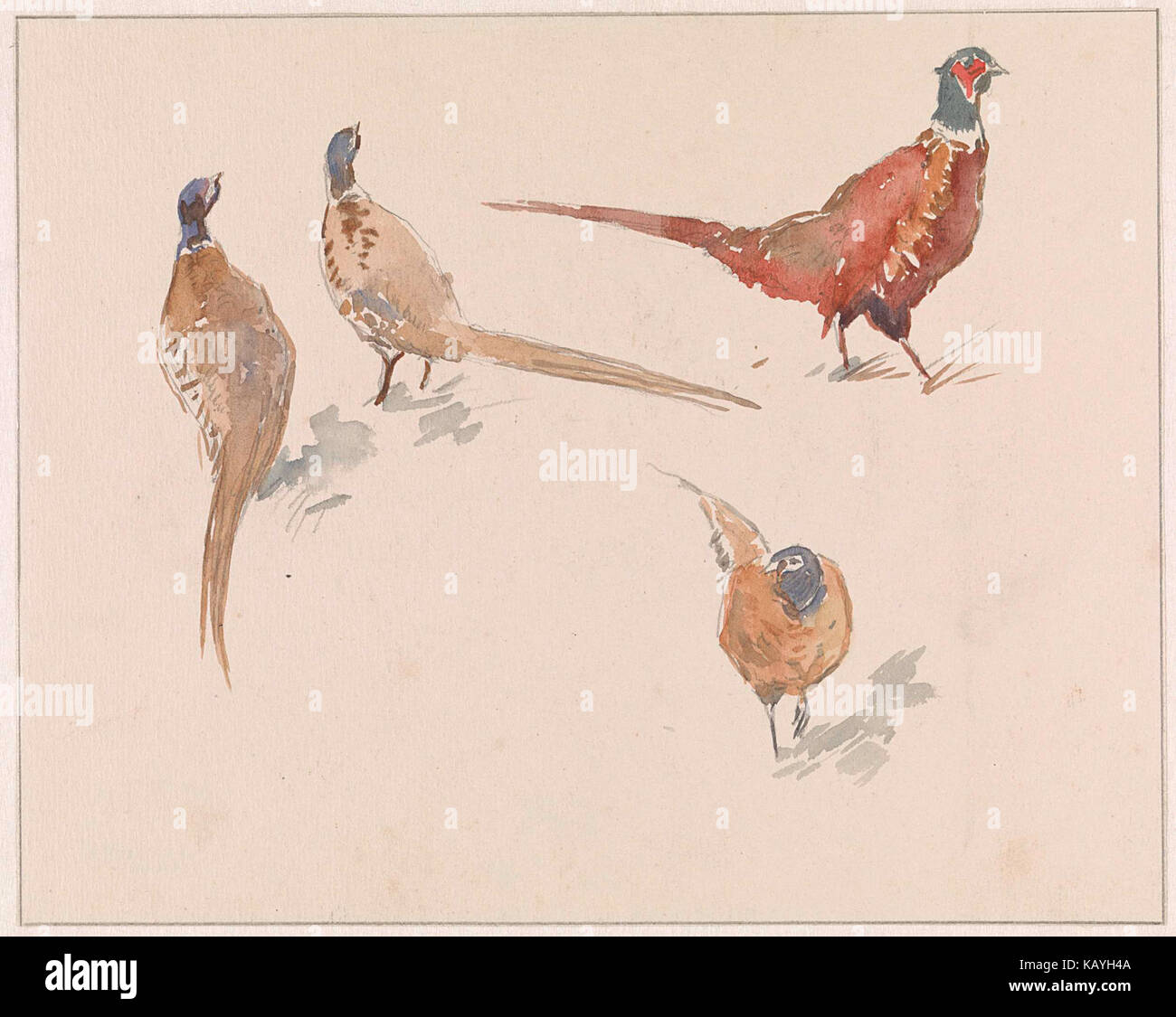 Fazanten hi-res stock photography and images - Alamy