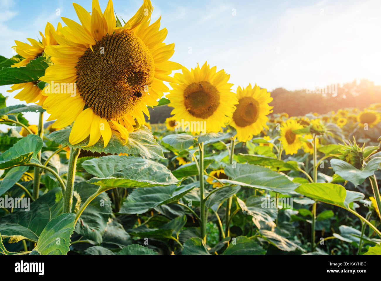 Bright yellow, orange sunflower flower on sunflower field. Beautiful ...