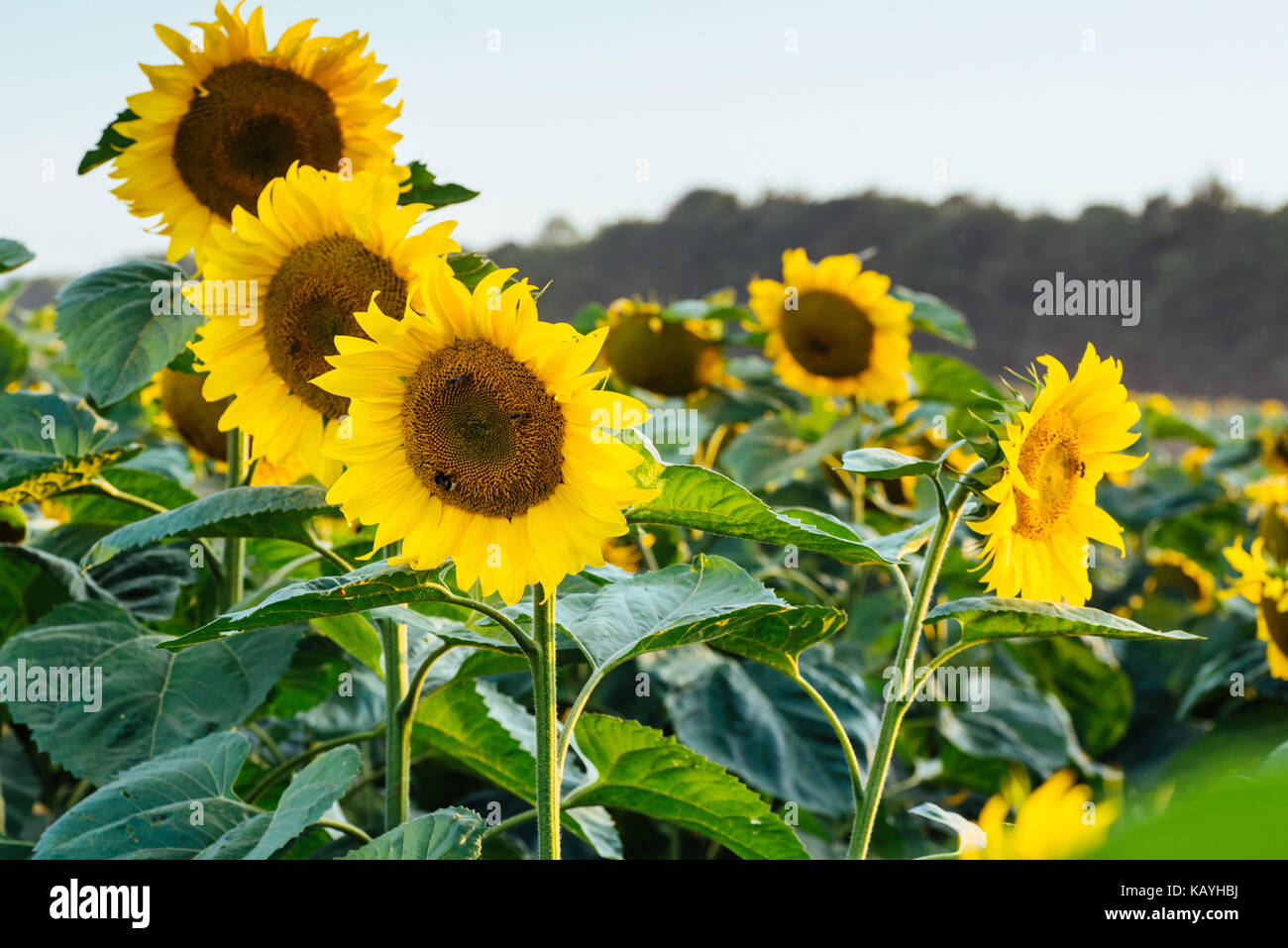 Bright yellow, orange sunflower flower on sunflower field. Beautiful ...