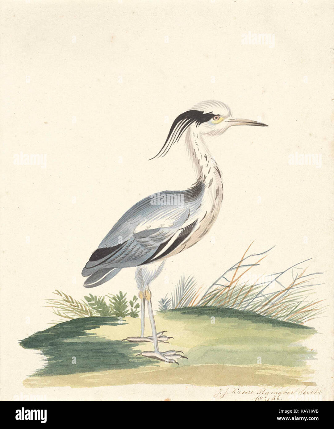 Zilverreiger hi-res stock photography and images - Alamy