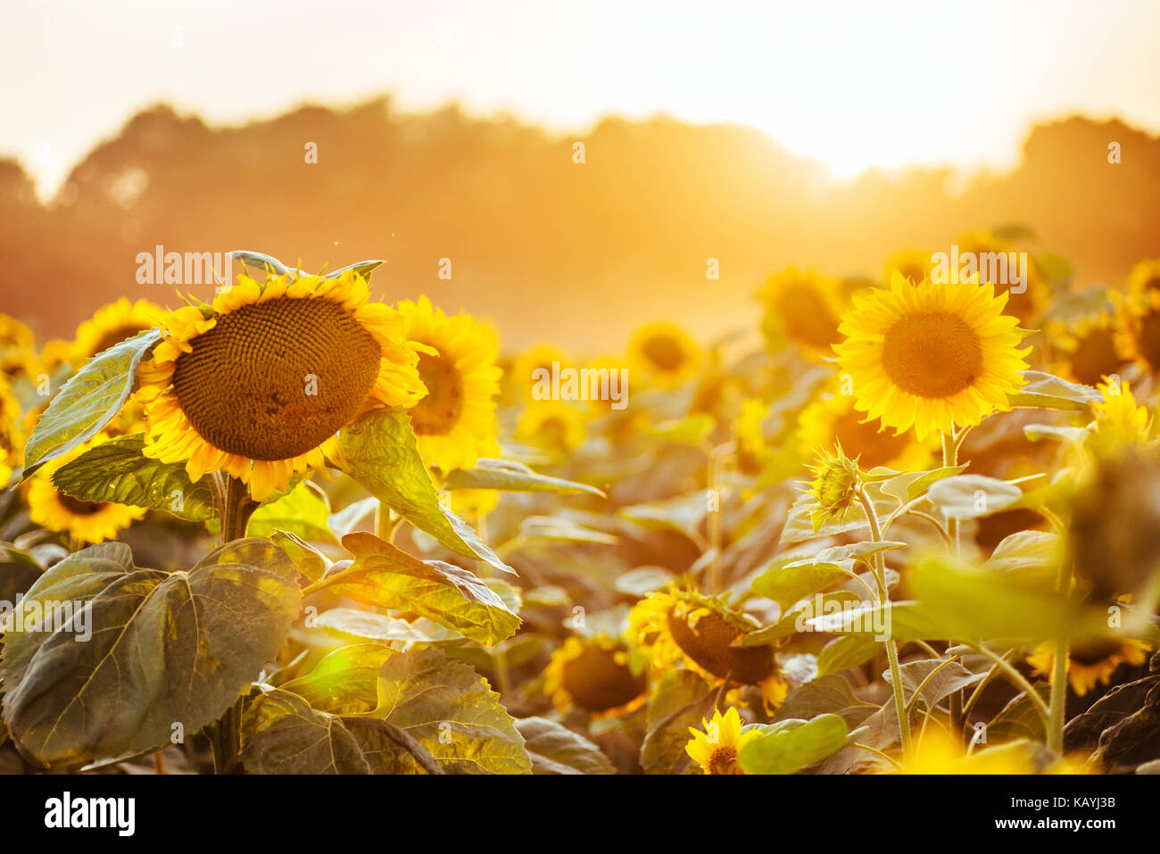Sunflower field at sunset. Filtered Instagram effect Stock Photo - Alamy