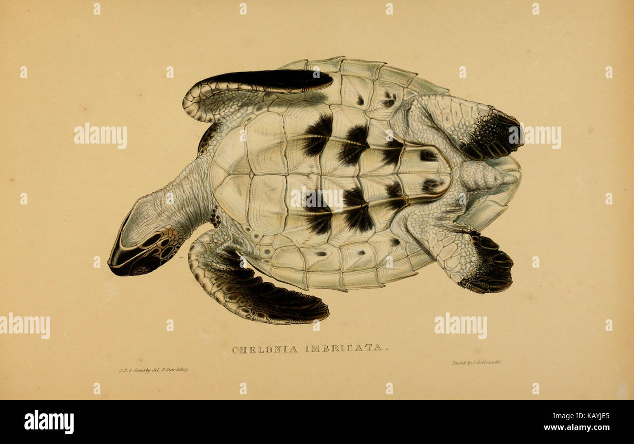 Turtles illustrates hi-res stock photography and images - Alamy