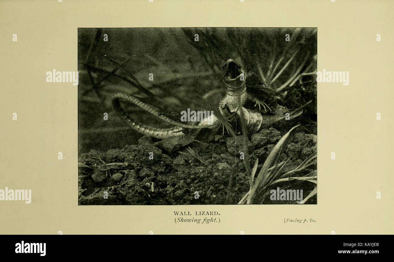 The life history of British lizards BHL11084851 Stock Photo - Alamy