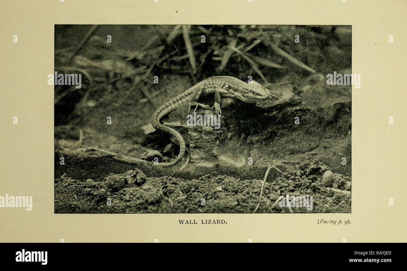 The life history of British lizards BHL11084889 Stock Photo - Alamy