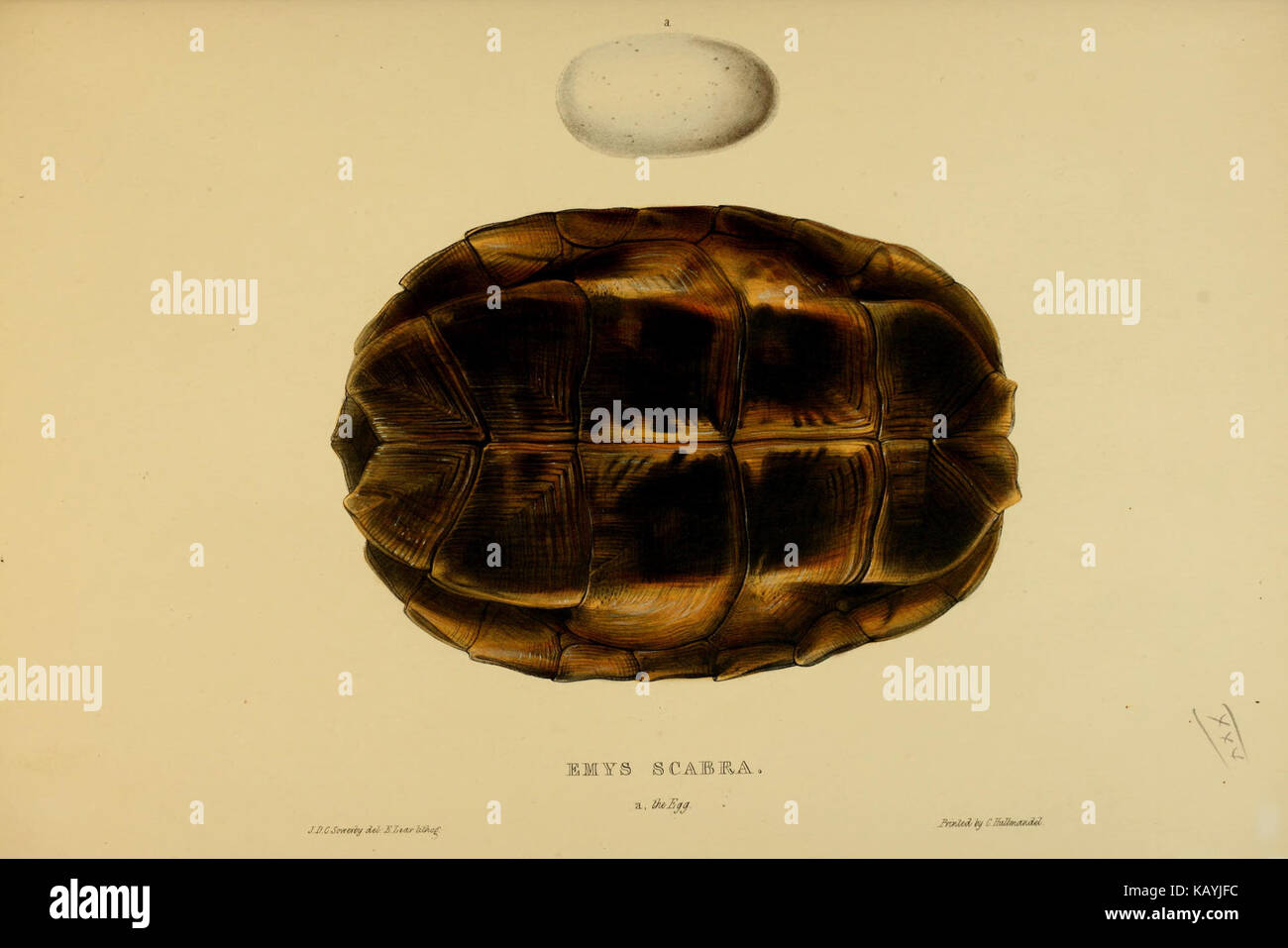 A detailed illustration showing tortoises, terrapins, and turtles ...