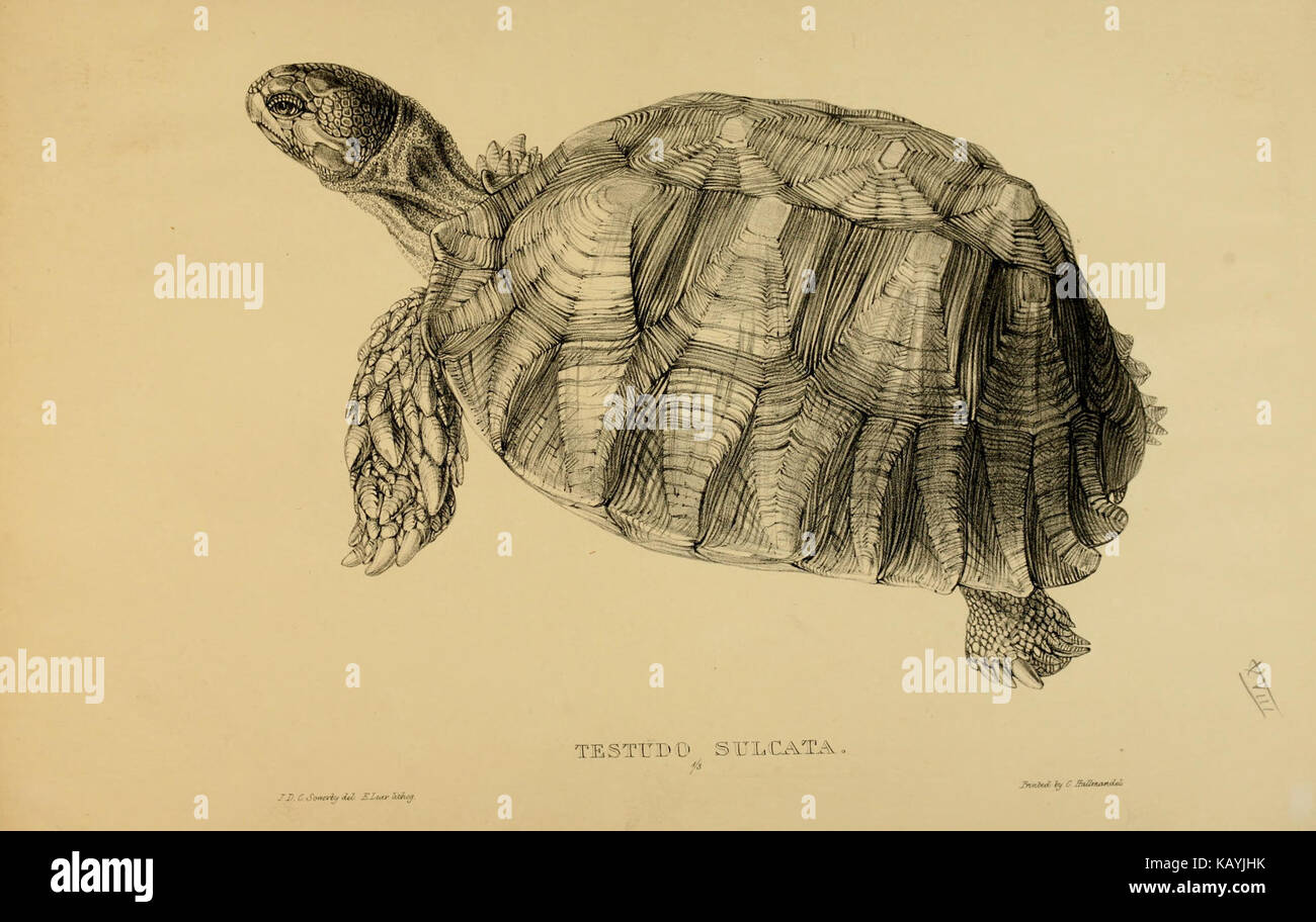 This image shows Plate XIX from 'Tortoises, Terrapins, and Turtles,' an ...