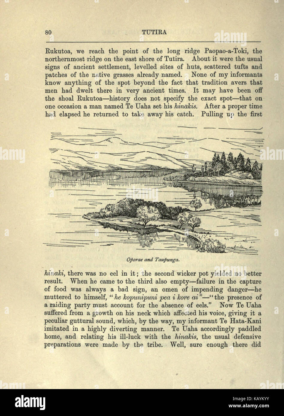 A page from the book 'Tutira', detailing the natural history and ...