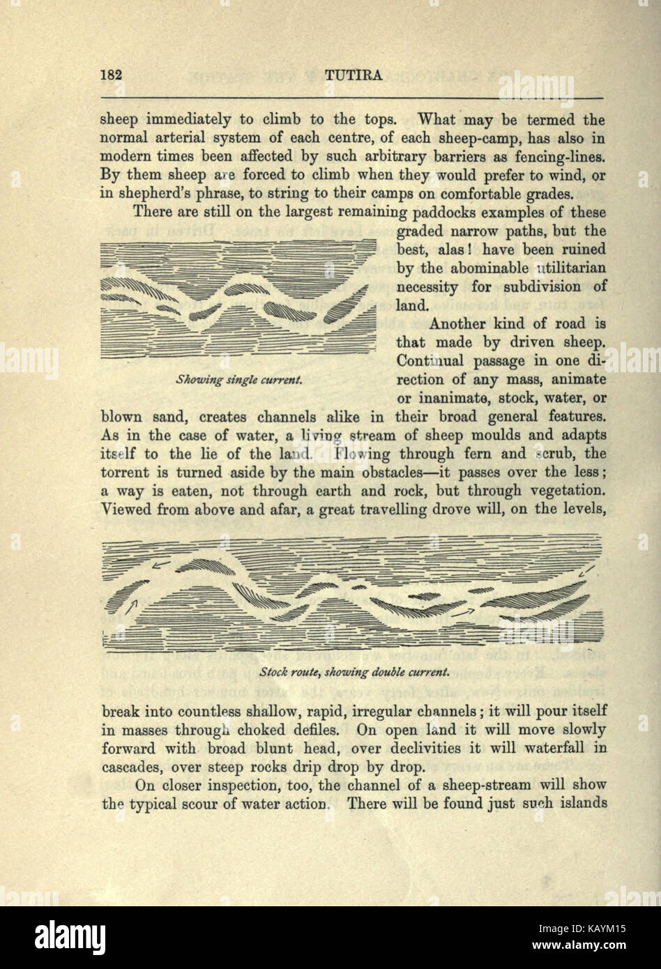 Tutira (Page 182) BHL19604527 Stock Photo - Alamy