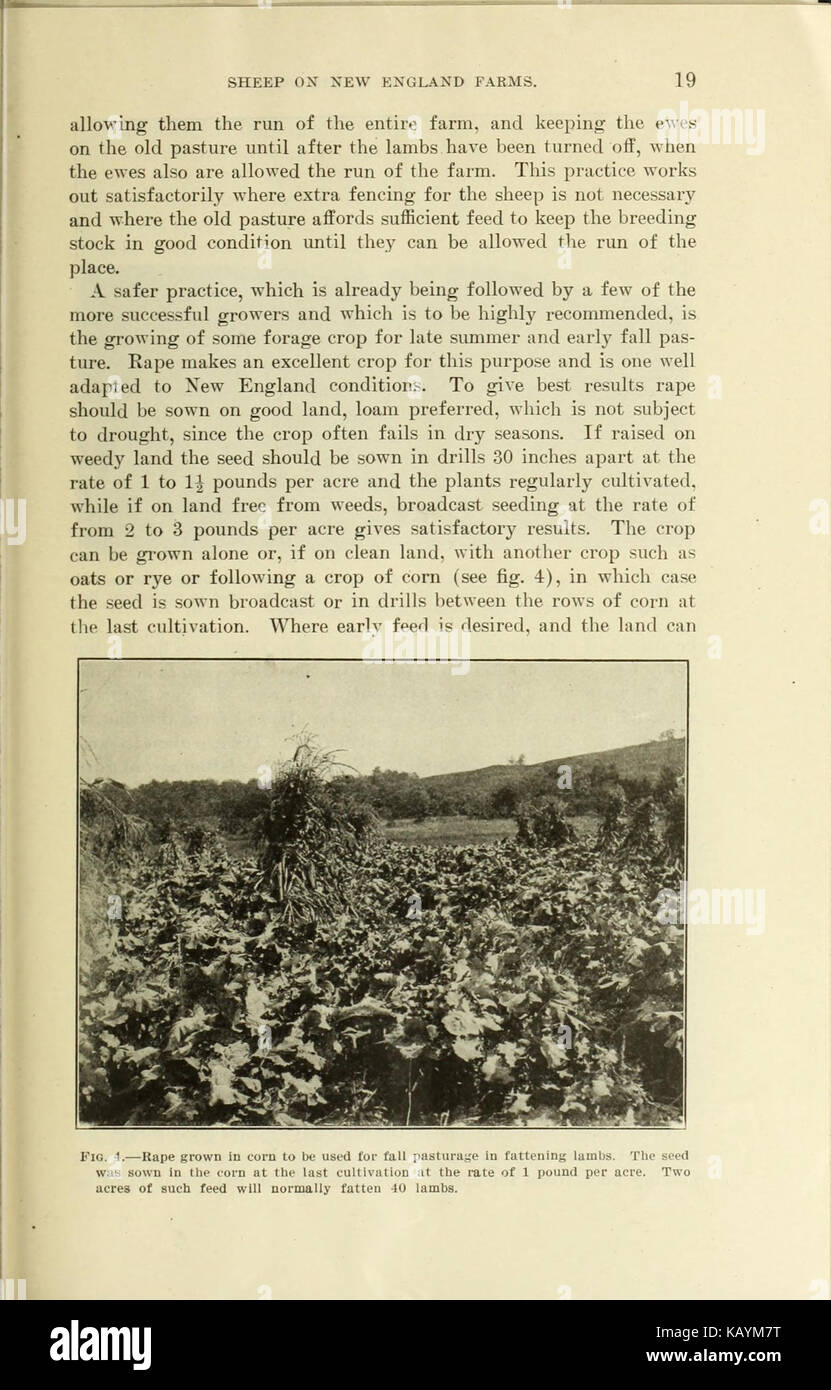 The place of sheep on New England farms (Page 19) BHL43577656 Stock ...