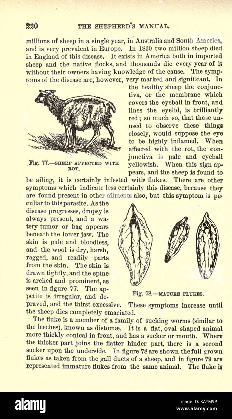 A page from 'The Shepherd's Manual,' providing guidance on sheep ...