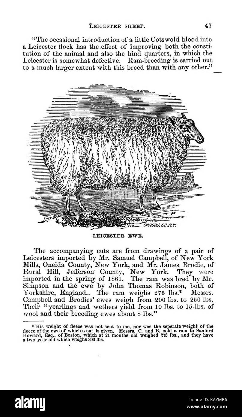 Sheep with shepherd Cut Out Stock Images & Pictures - Alamy