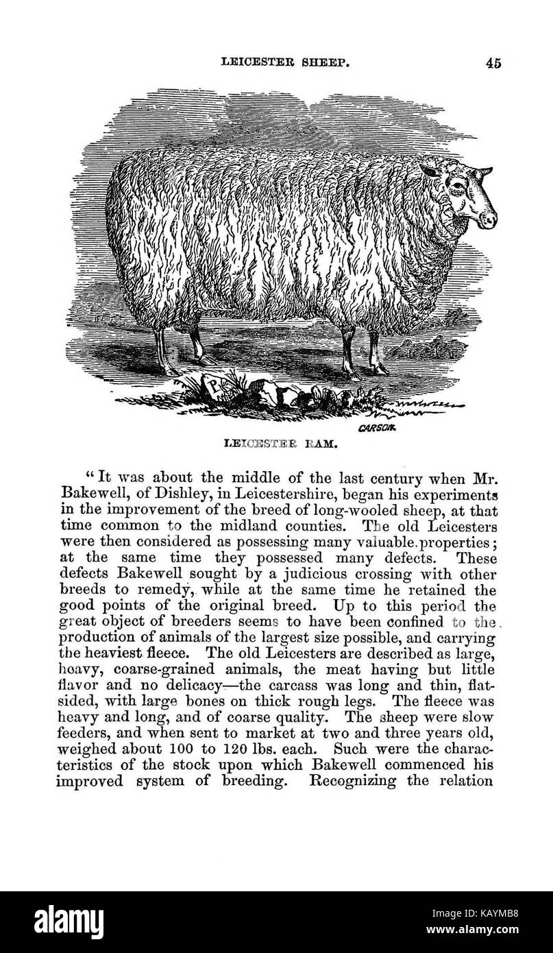 Sheep farm 19th century Black and White Stock Photos & Images - Alamy