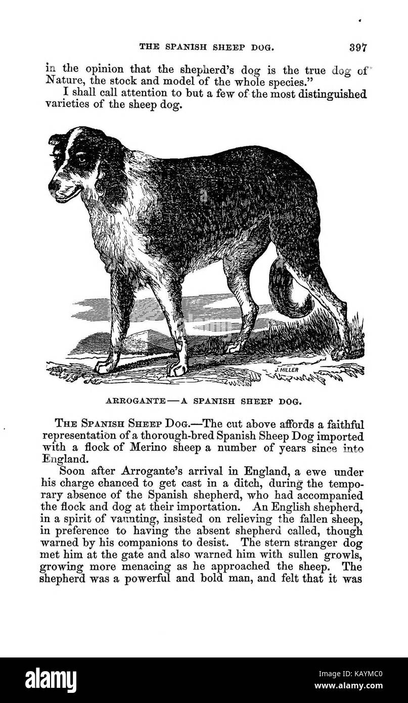 This image, titled 'The Practical Shepherd,' illustrates a scene with a ...