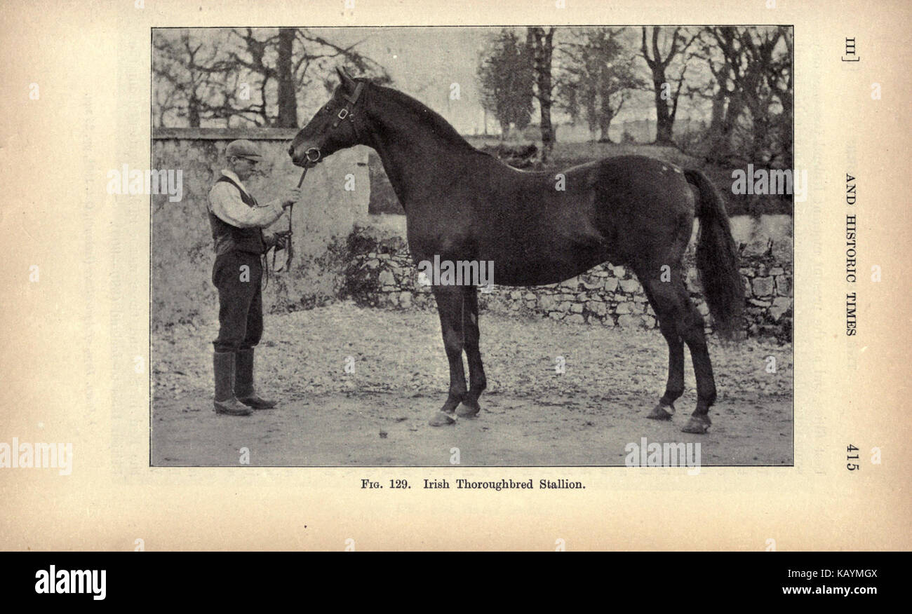 The origin and influence of the thoroughbred horse (Page 415 ...