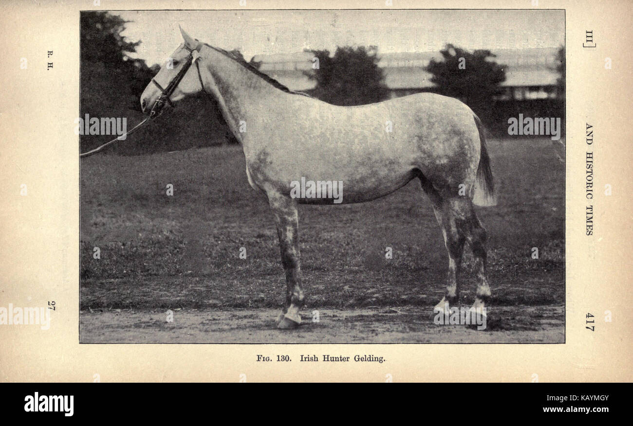 The origin and influence of the thoroughbred horse (Page 417 ...