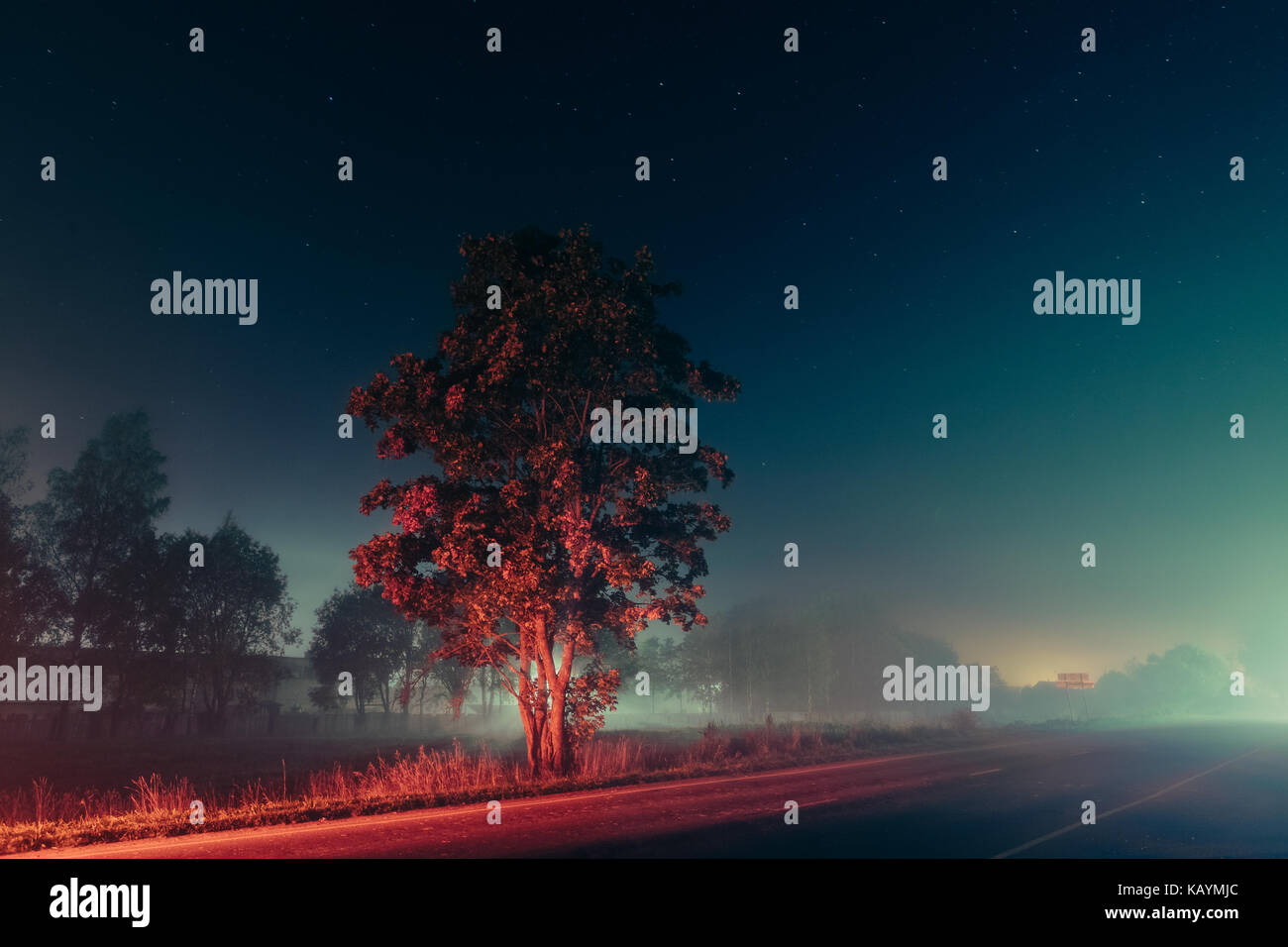 Big old maple tree near the road in a foggy autumn night Stock Photo ...