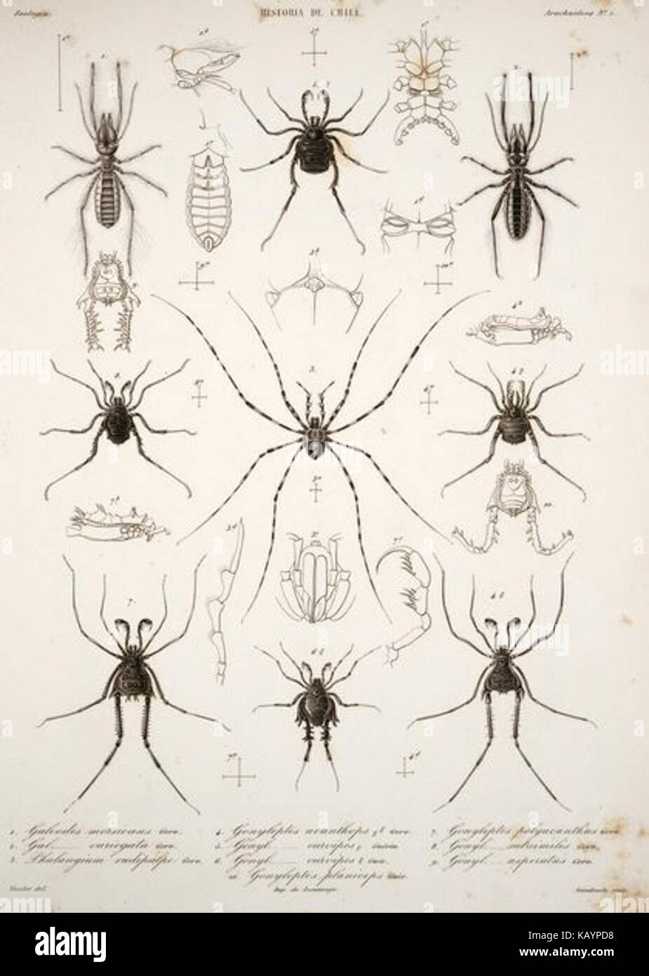 Variation of insects Stock Photo - Alamy