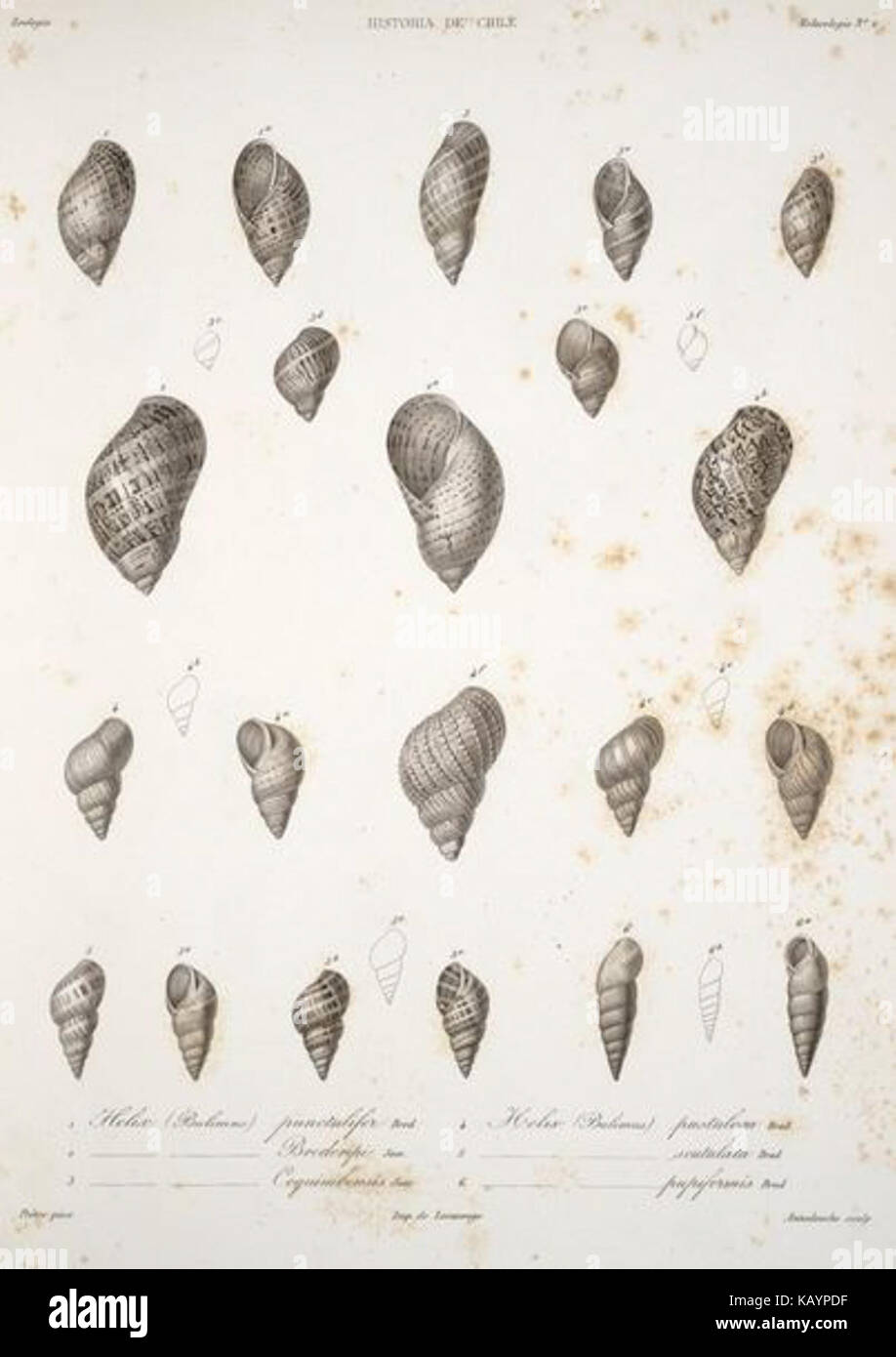 Molluscs mollusc hi-res stock photography and images - Alamy