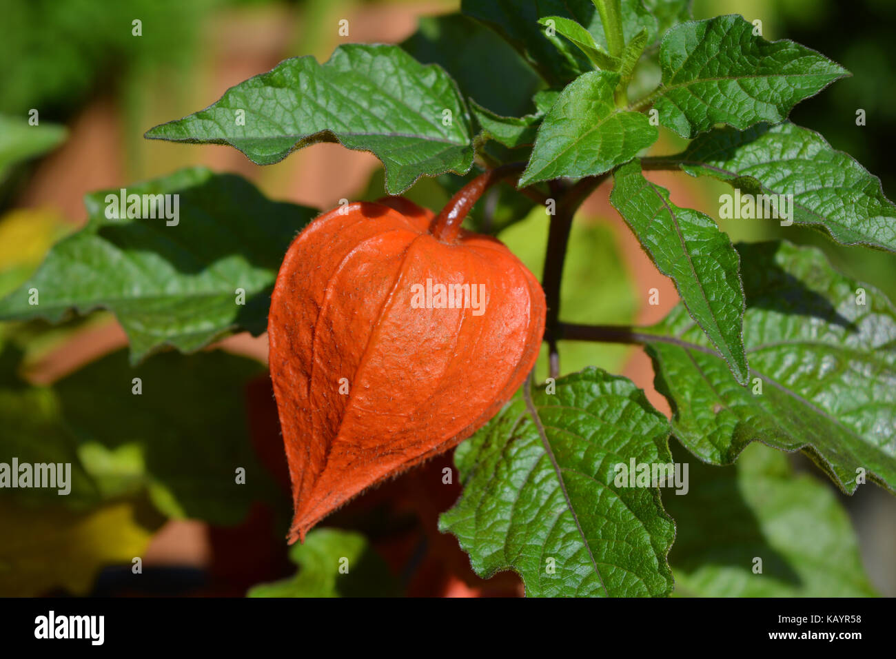 Chinese lampion physalis hi-res stock photography and images - Alamy
