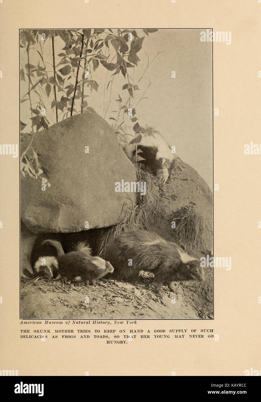 The human side of animals (7409121926 Stock Photo - Alamy