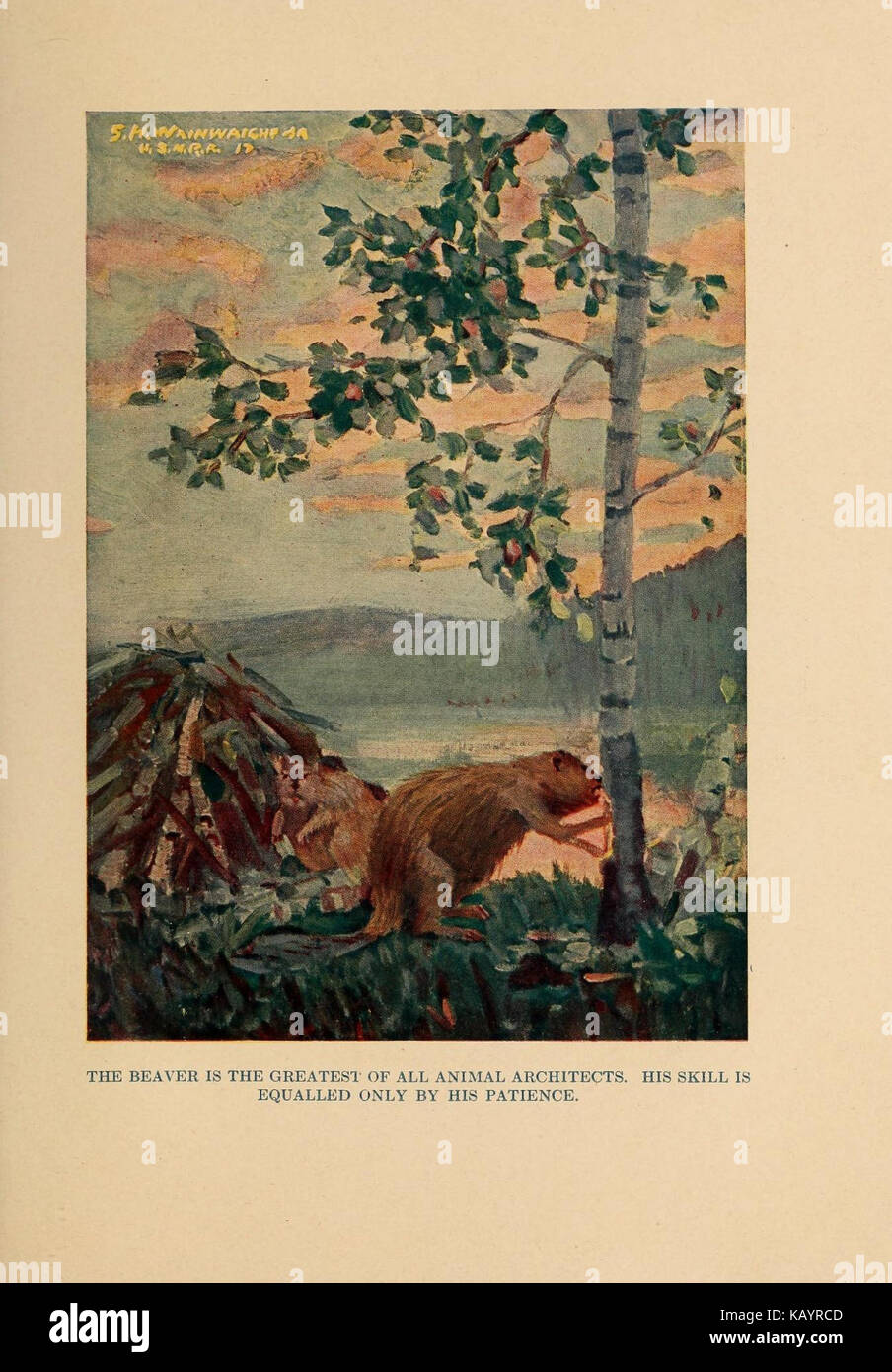 Relationships animals hi-res stock photography and images - Alamy