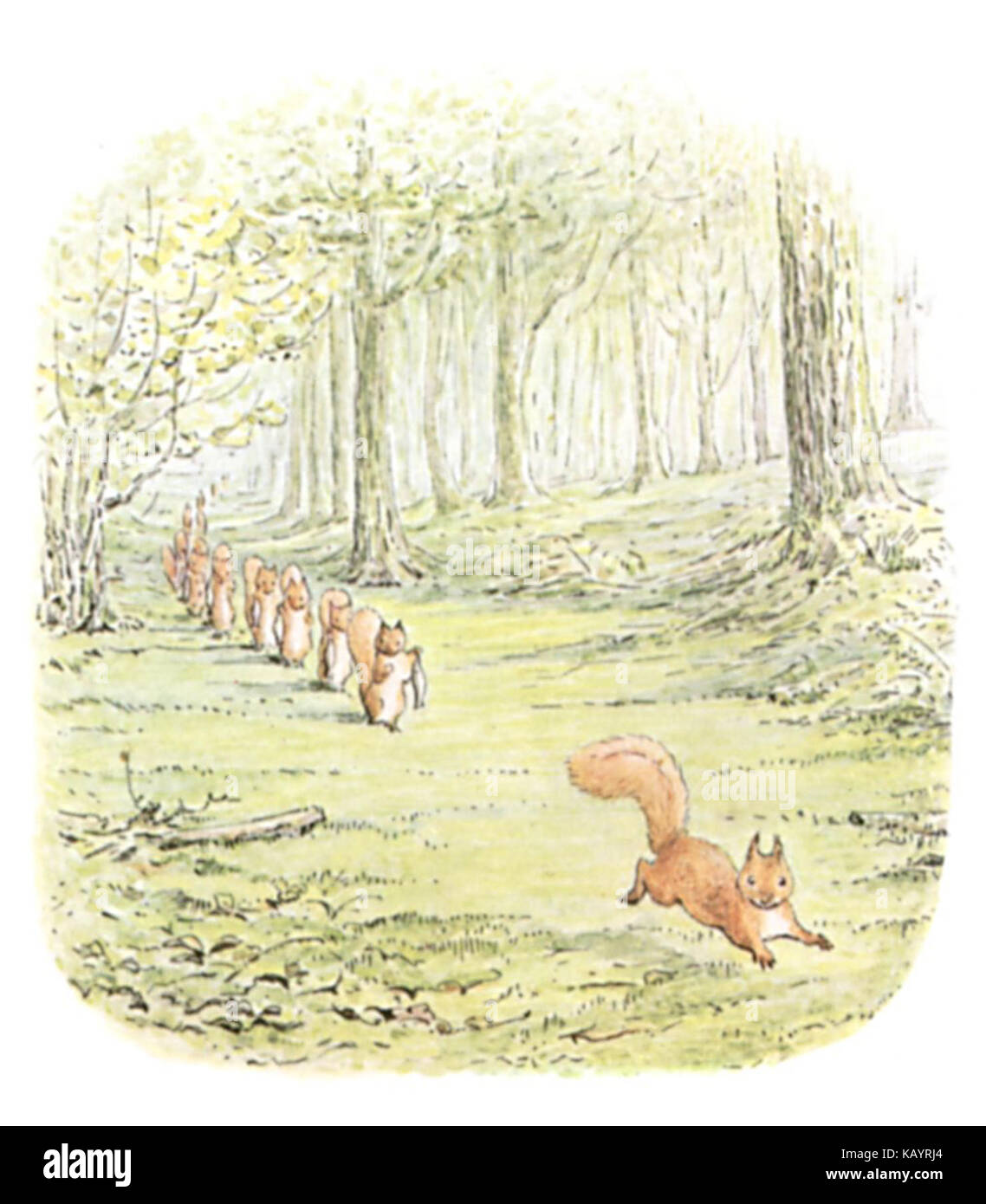 Squirrel nutkin illustration hi-res stock photography and images - Alamy