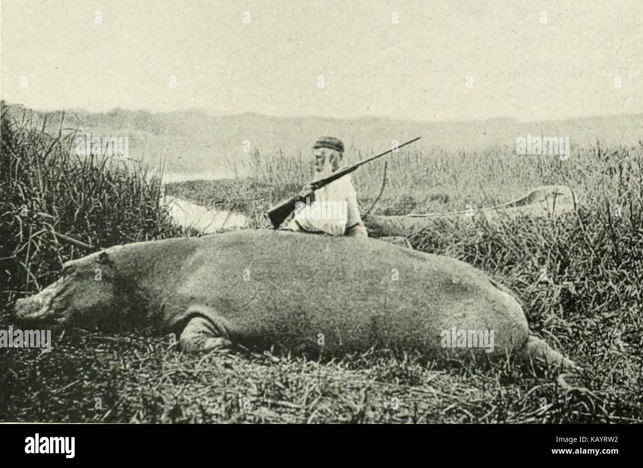 W J Ansorge Hippo Stock Photo - Alamy