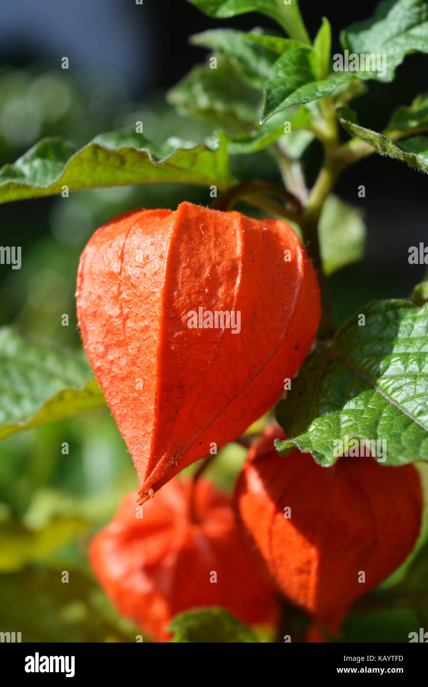 Chinese lampion physalis hi-res stock photography and images - Alamy