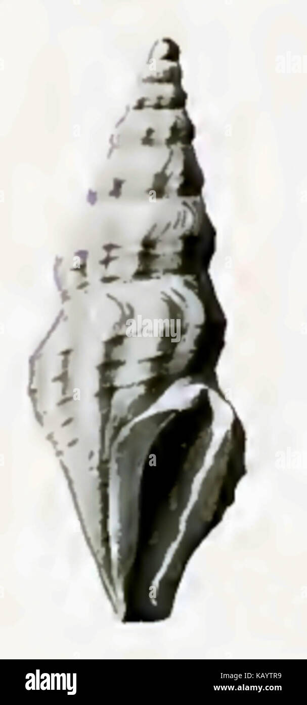 Shell species identification hi-res stock photography and images - Alamy