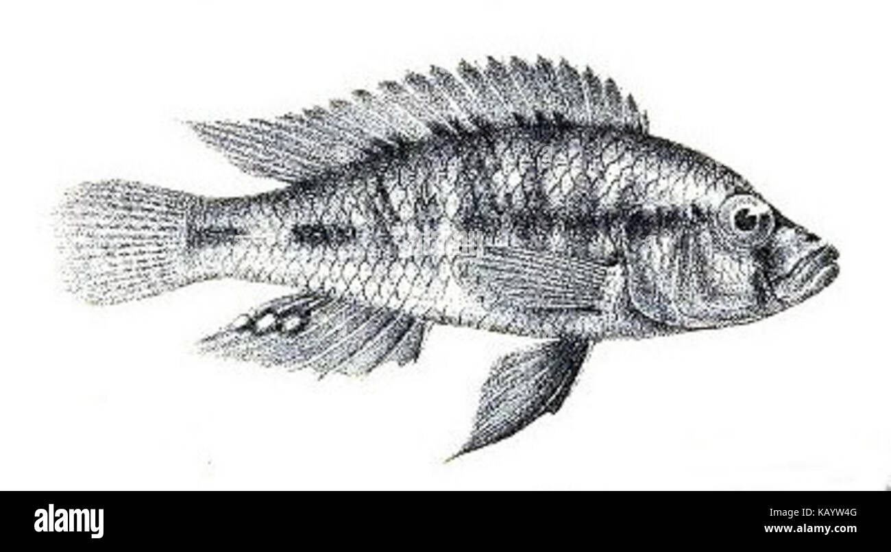 *Thoracochromis wingatii* is a species of fish belonging to the ...