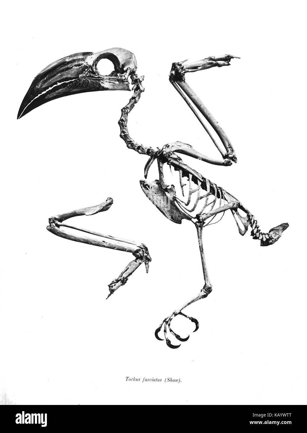 Tockus fasciatus hi-res stock photography and images - Alamy