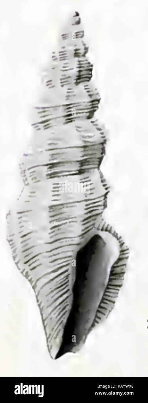 Turrella letourneuxiana 001 Stock Photo - Alamy