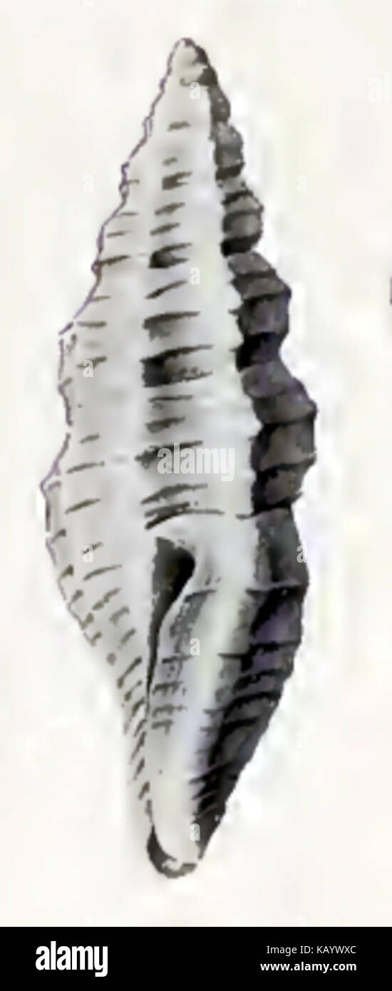 Turrella hi-res stock photography and images - Alamy